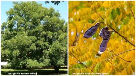 Common Native Trees In Kentucky Common Native Trees In Kentucky