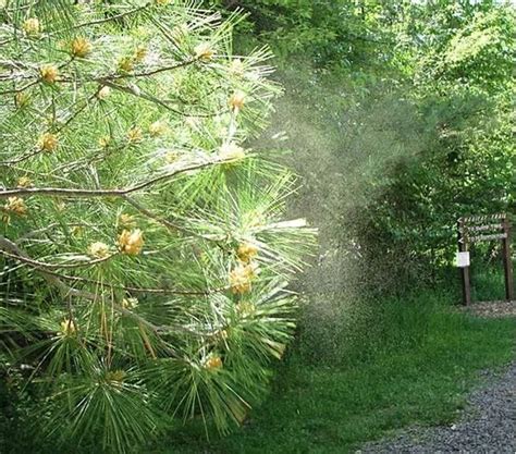 What Trees Produce The Most Pollen Tree Secrets