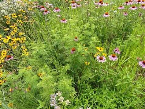 Conservation Chronicles Unveiling The Vital Role Of Biodiversity