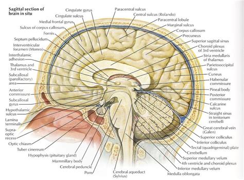 Cerebral Cortex Cross Section