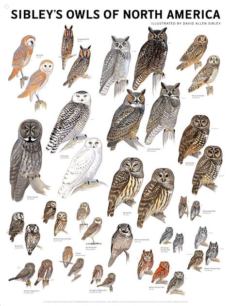 Chart Of Owl Species Owl Pet Birds Beautiful Birds