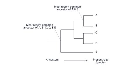 Phylogenetic Classification Aqa A Level Biology