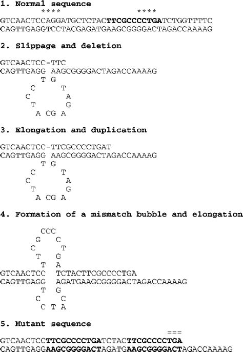 Proposed Model For The Generation Of The Insertiondeletion Mutation In Download Scientific
