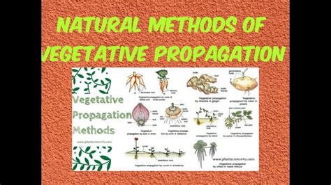 Examples Of Vegetative Propagation Through Roots At Angelina Varley Blog