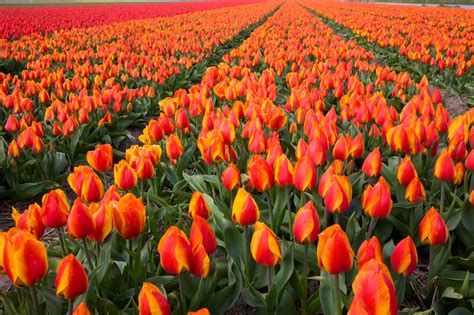 ¿cómo Plantar Tulipanes En El Jardín Y Que Se Necesita Para Que Crezcan