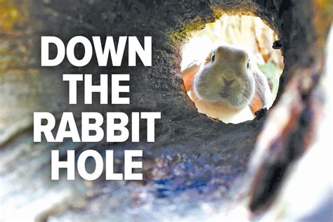 Down The Rabbit Hole Is Political Subjectivity Getting In The Way Of