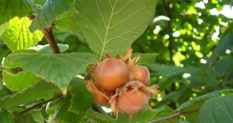 Different Types Of Hazelnut Tree Varieties Filbert Species