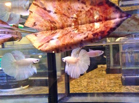 Sakura Fish Food Usa Added A New Photo Sakura Fish Food Usa