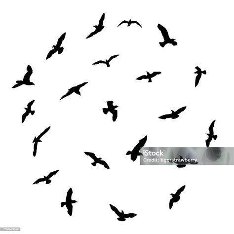 흰색 배경에 비행 갈매기 새의 실루엣 세트 바다 새의 영감 몸 플래시 문신 잉크 벡터 갈매기에 대한 스톡 벡터 아트 및 기타 이미지 갈매기 깃털 날기 Istock