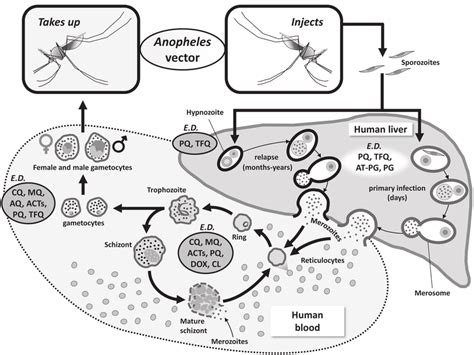 The Complexity Of The Life Cycle Of Plasmodium Vivax Is Illustrated By