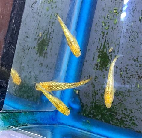 レクリス 煌きラメ ユリシス ラメ系メダカ色々 金魚やぶろぐ By 佐々木養魚場