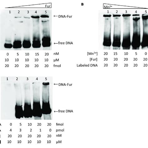 Emsa Analysis Of Map Fur Binding To Fur Box Consensus Dna Binding