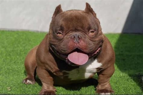 Exotic bully : Everything you need to know about this breed