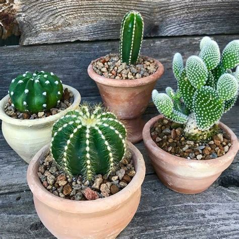 Mini Cactus Artofit