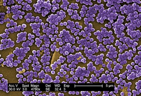 Fighting Deadly Disease One Molecule At A Time College Of Veterinary