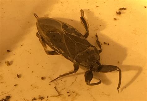 Giant Water Bug Vs Scorpion Unveiling The Ultimate Insect Battle