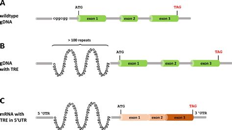 what can go wrong in the non coding genome and how to interpret whole