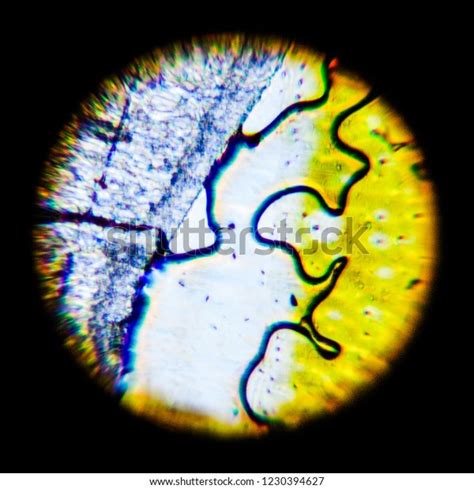Plant Roots Under Microscope Stock Photo 1230394627 Shutterstock