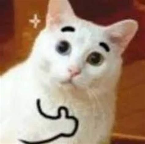 Kater