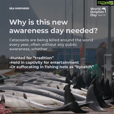 Amy Jackson Instagram Repost Seashepherduk Today Is World Dolphin