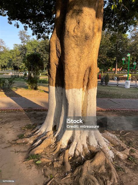곤충 벌레 질병 및 곰팡이로부터 보호하기 위해 부벽 뿌리에 흰색으로 칠해진 인도 공원 정원의 인도 반얀 나무 줄기의 이미지는 전경에 초점을 맞춥니다 0명에 대한 스톡 사진