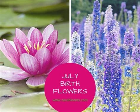 July Birth Flowers July Birth Flowers Are Sensational By Zara