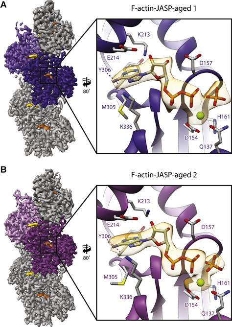 Structural Effects And Functional Implications Of Phalloidin And Jasplakinolide Binding To Actin