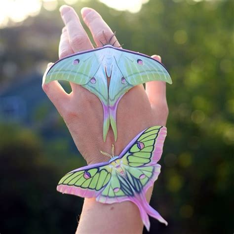 Hybrid Luna Moth Cute Moth Colorful Moths Moon Moth