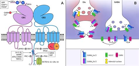Frontiers The Role Of Gabab Receptors In The Subcortical Pathways Of