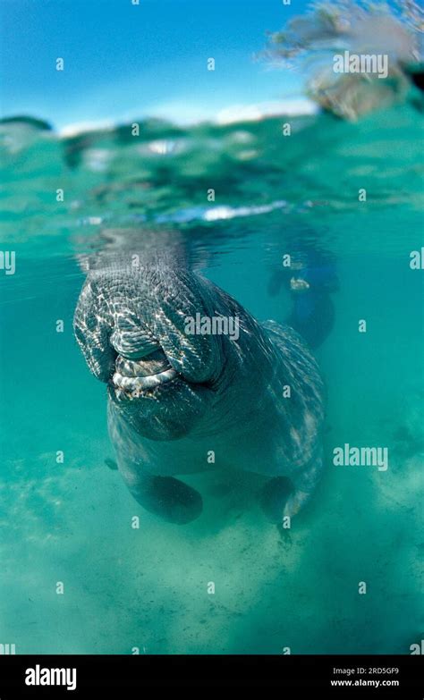Breathing West Indian Manatee Everglades Florida Manatee Trichechus