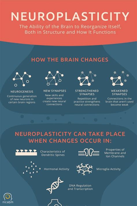 How Does Neuroplasticity Work Infographic Part Neuroplasticity Neural Connections Brain