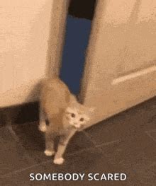 S De Gato Assustado Tenor
