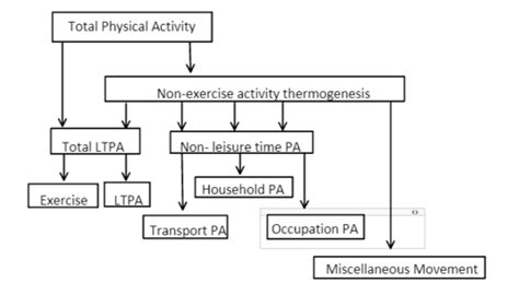 Exercise Science 230 Midterm Flashcards Quizlet