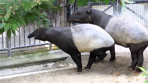 Tapir Youtube