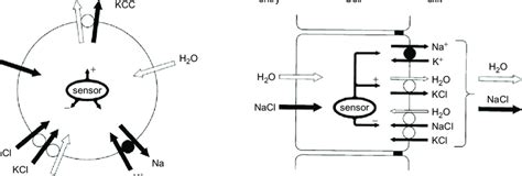 6 Transepithelial Transport Is Unilateral Volume Regulation To