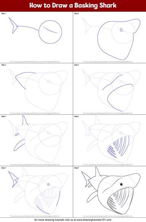 How To Draw A Basking Shark Fishes Step By Step