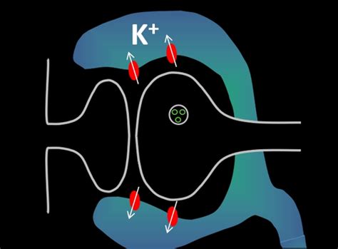 L06 Glia Form And Function Flashcards Quizlet