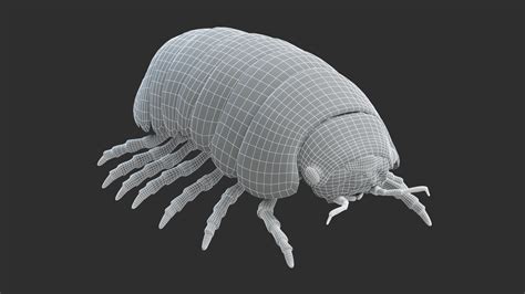 3d Pill Bug Turbosquid 1970134