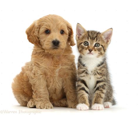 Pets Cockapoo Puppy And Tabby Kitten Photo Wp42567