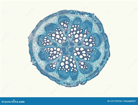 Plant Stem Under The Microscope For Classroom Education Stock Image 170696467