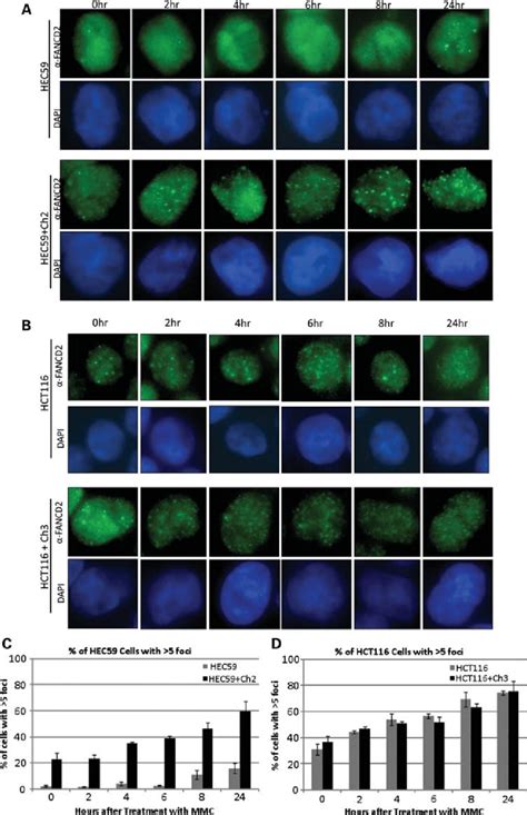 FANCD2 Foci Formation Is Impaired In MSH2 Deficient Cells A