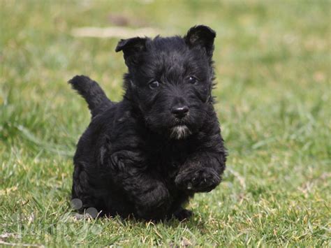 Scottish Terrier At Yvette Seo Blog