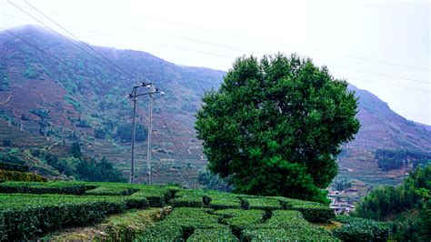 Green Environmental Protection Theme Green Plant Background Material