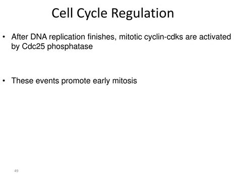 PPT Cell Cycle Regulation And Checkpoints PowerPoint Presentation Free Download ID