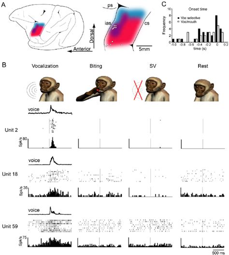 Recorded Region And Vocalization Selective Neurons A Left Lateral Download Scientific