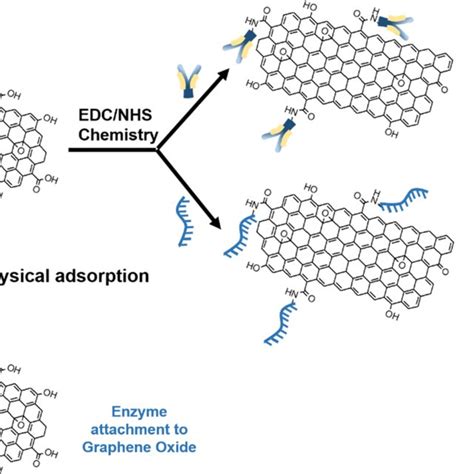 Scheme Of Graphene Based Nanomaterials As A Dna Biosensor Download Scientific Diagram