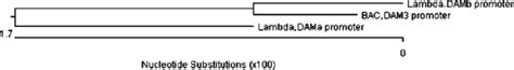 Phylogenetic Tree Developed Following Clustalw Alignment Of 2869 Bases