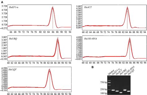 Specificity And Amplification Length Of Primers The Pcr Amplification Download Scientific