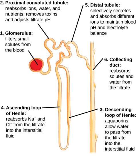 Filtration In Kidney Disease At David Metoyer Blog