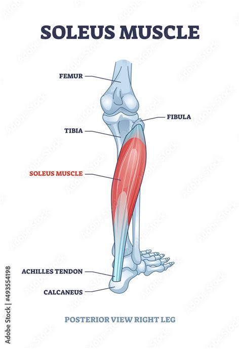 Soleus Muscle Definition At Priscilla Roberts Blog